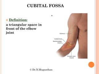 Anterior compartment of arm & cubital fossa Dr.N.Mugunthan | PDF