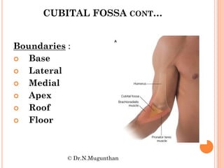 Anterior compartment of arm & cubital fossa Dr.N.Mugunthan | PDF