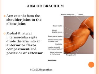 Anterior compartment of arm & cubital fossa Dr.N.Mugunthan | PDF