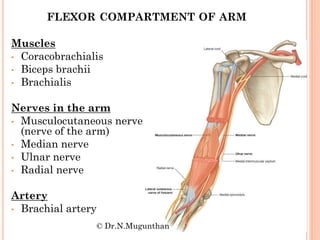 Anterior compartment of arm & cubital fossa Dr.N.Mugunthan | PDF