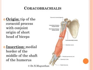 Anterior compartment of arm & cubital fossa Dr.N.Mugunthan | PDF
