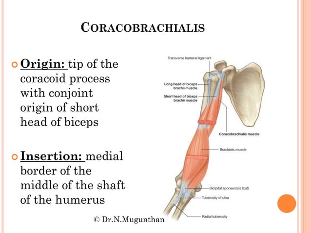 Anterior compartment of arm & cubital fossa Dr.N.Mugunthan | PPT
