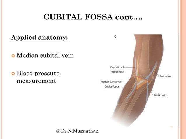 Anterior compartment of arm & cubital fossa Dr.N.Mugunthan