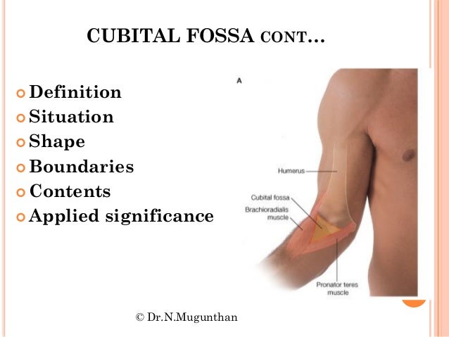 Anterior compartment of arm & cubital fossa Dr.N.Mugunthan
