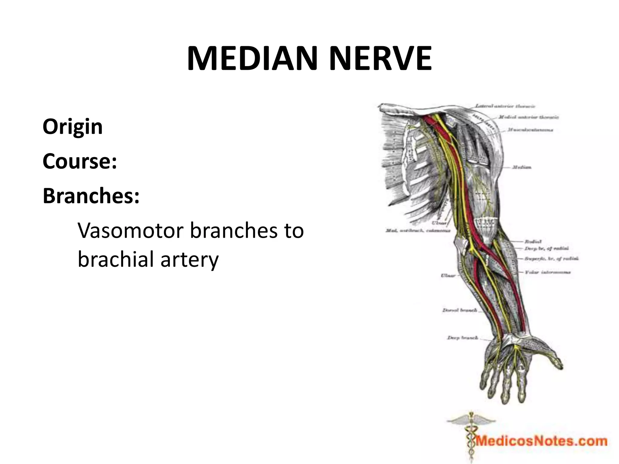 Anterior compartment of cubital fossa and arm medicos notes.com | Death ...