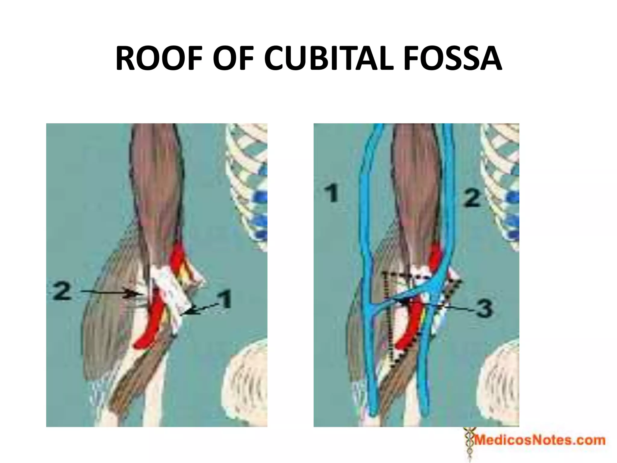 Anterior compartment of cubital fossa and arm medicos notes.com