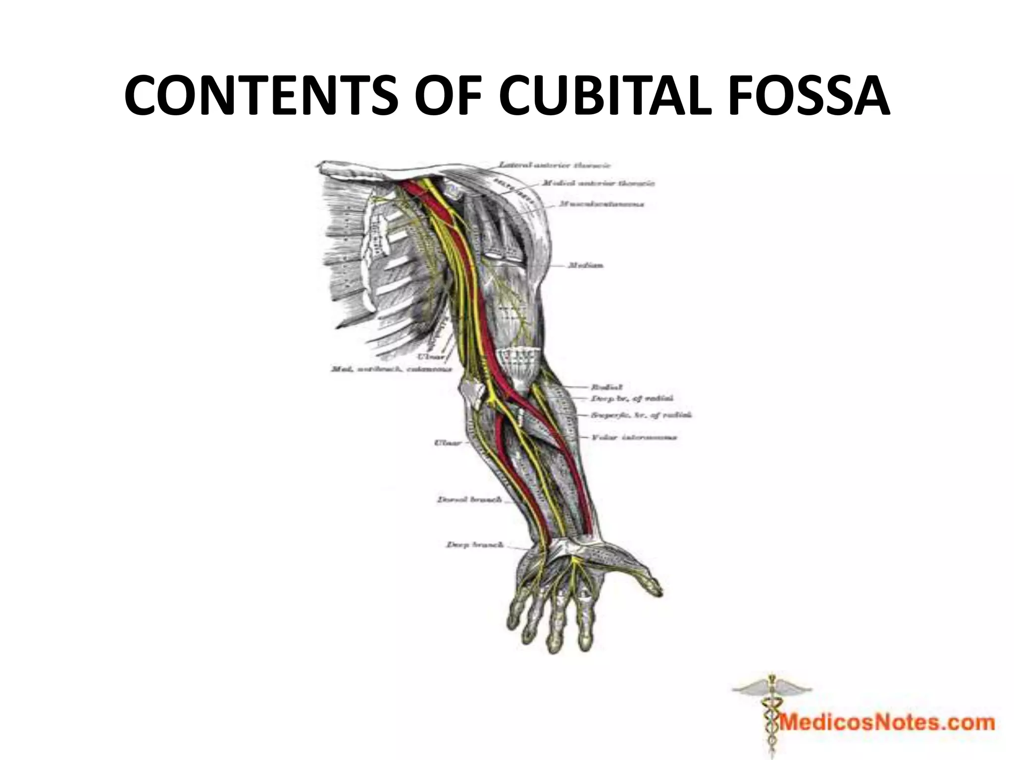 Anterior compartment of cubital fossa and arm medicos notes.com