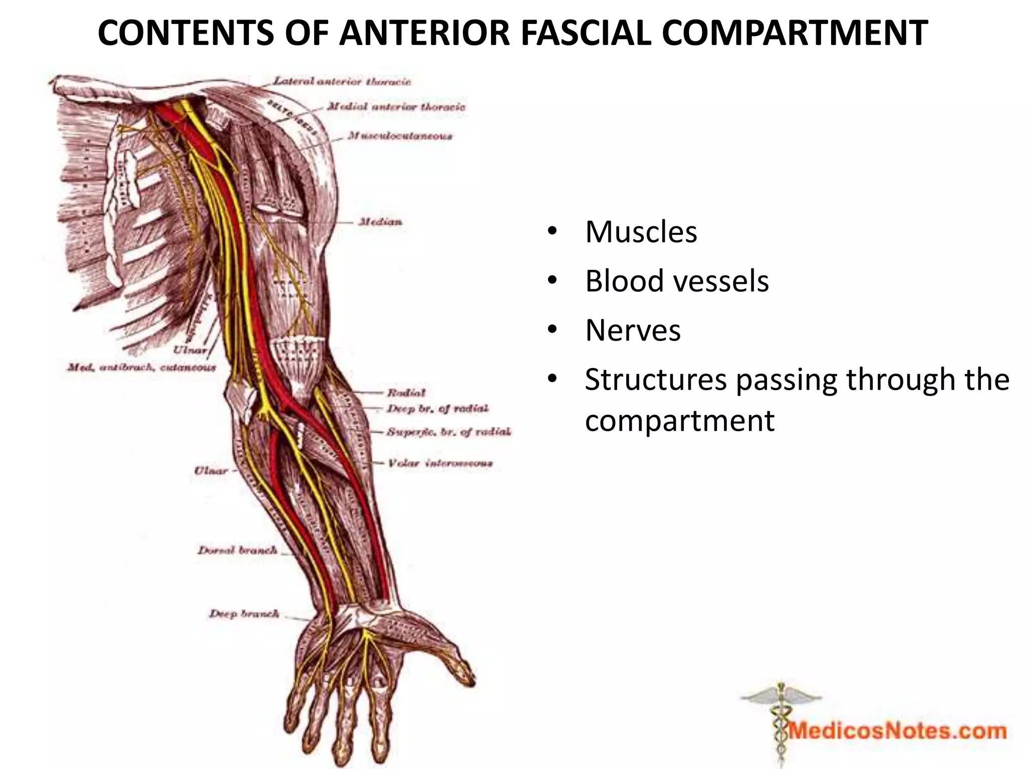 Anterior compartment of cubital fossa and arm medicos notes.com