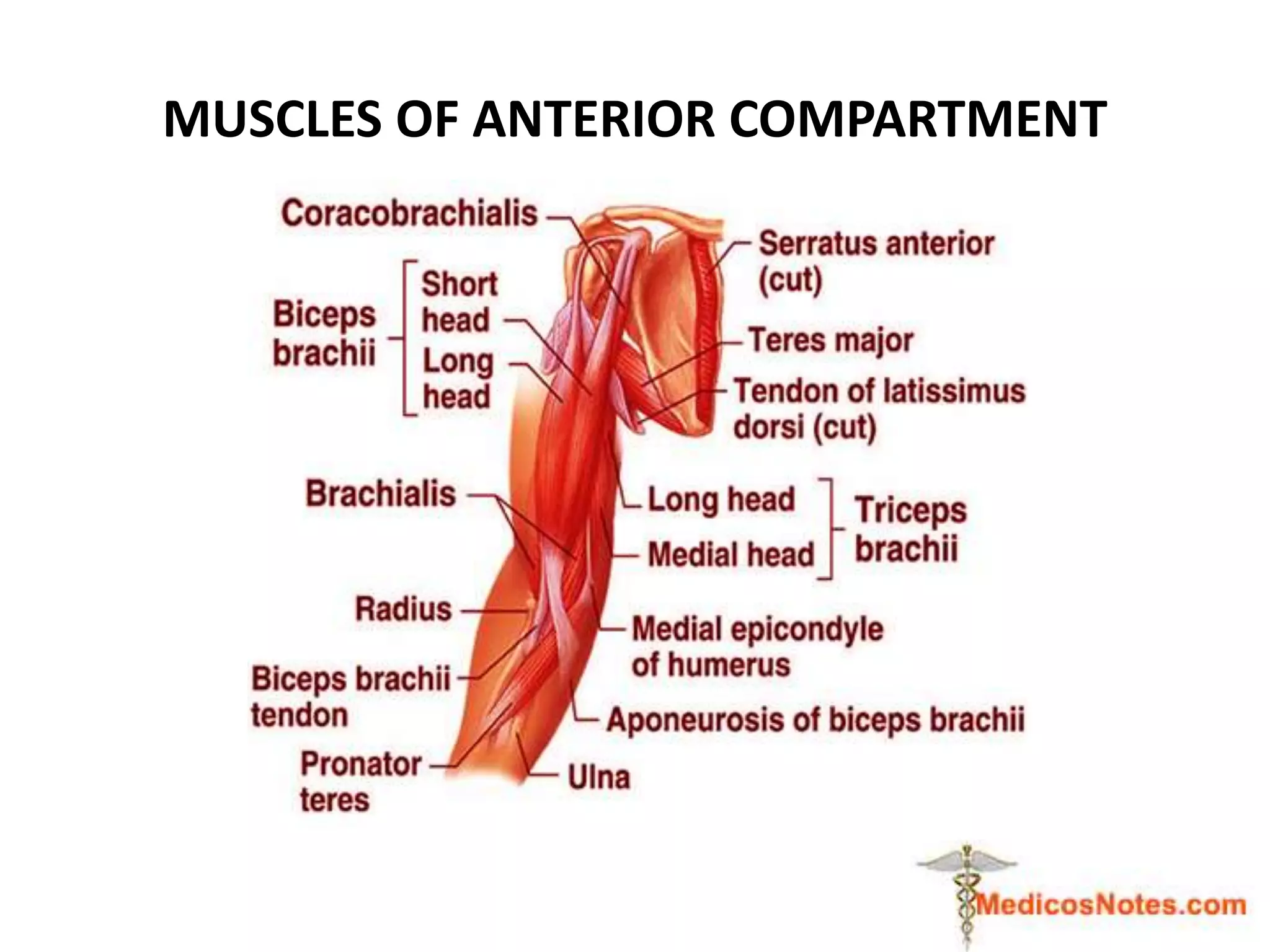 Anterior compartment of cubital fossa and arm medicos notes.com