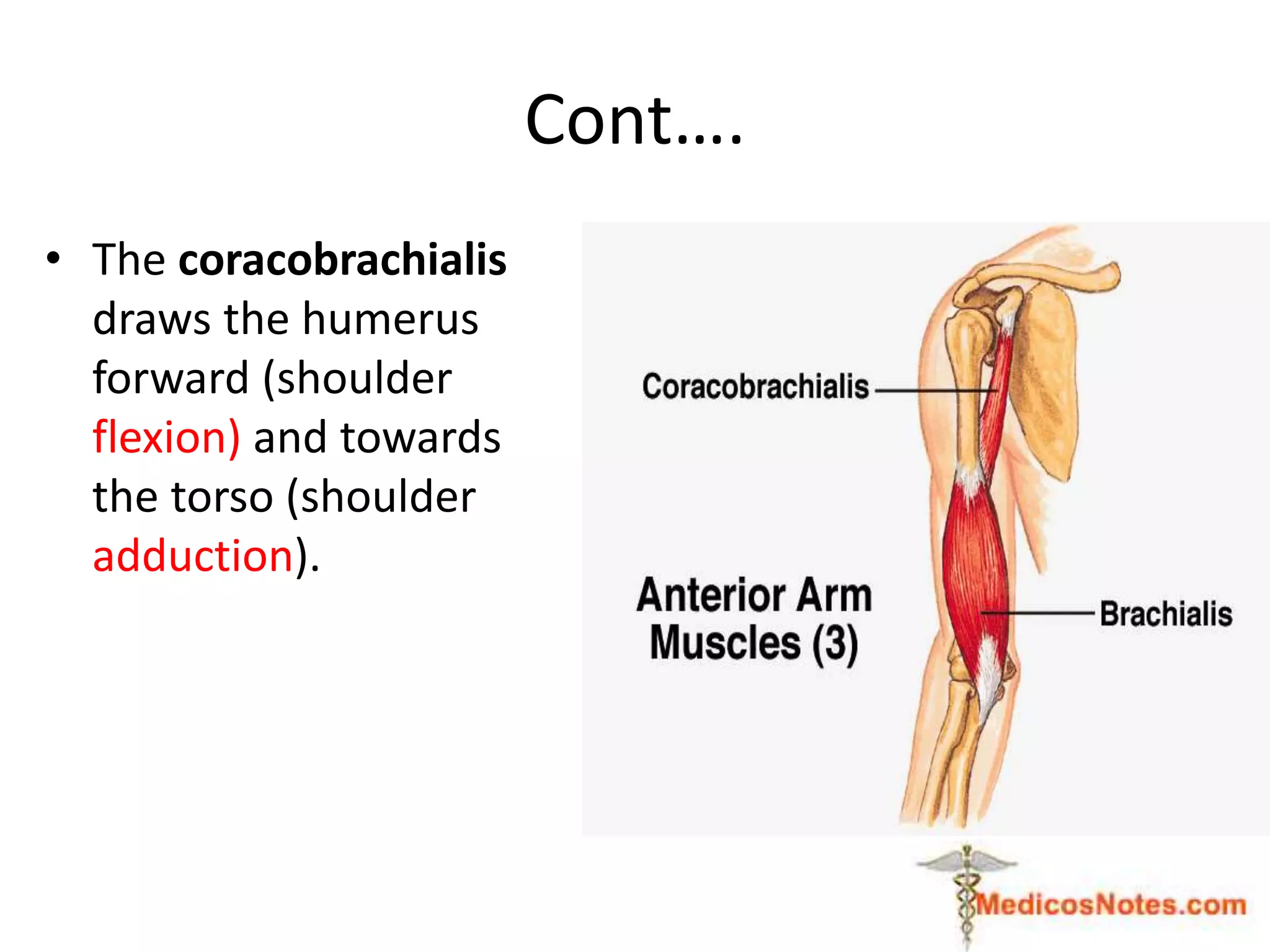 Anterior compartment of cubital fossa and arm medicos notes.com