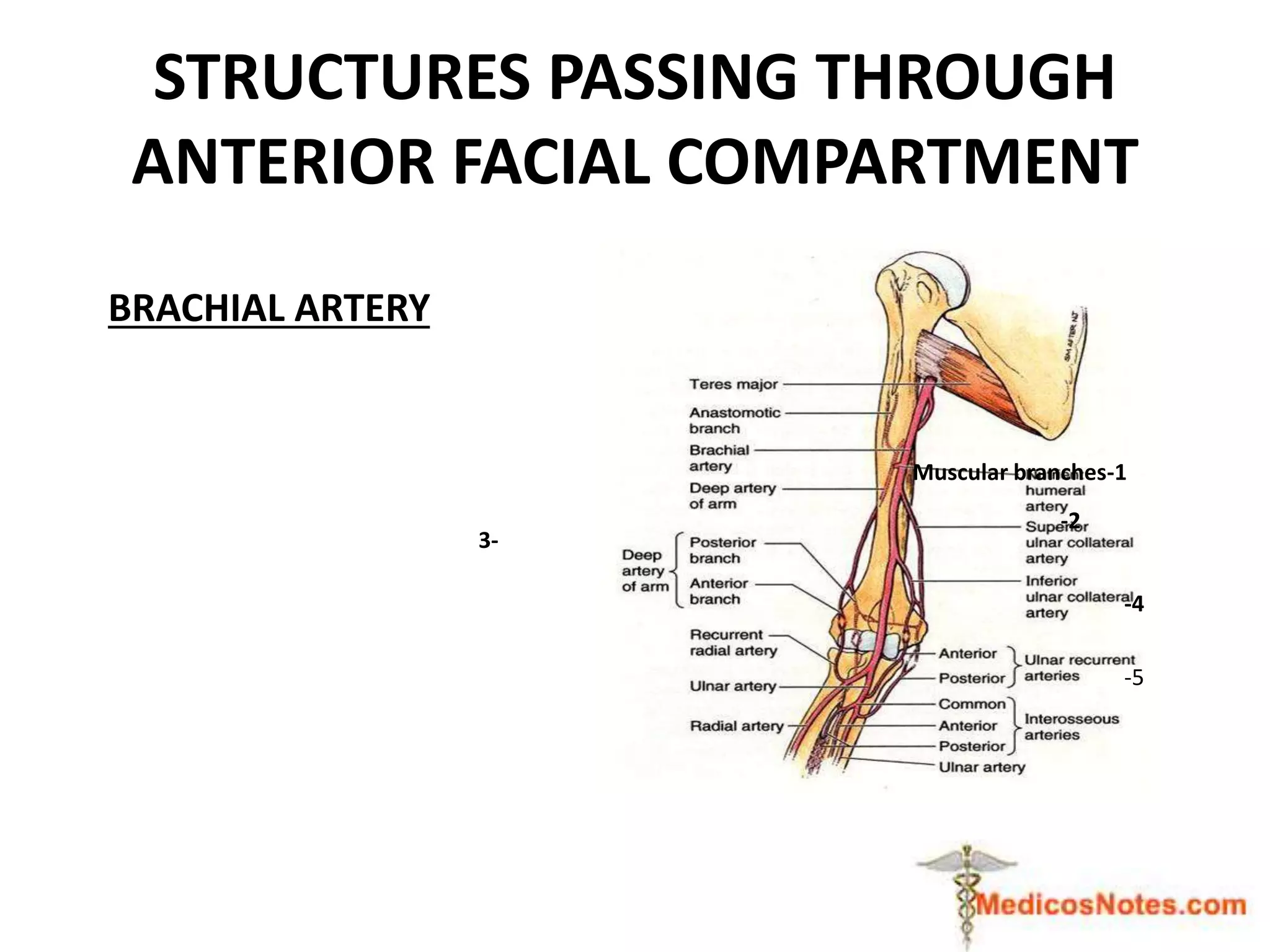 Anterior compartment of cubital fossa and arm medicos notes.com