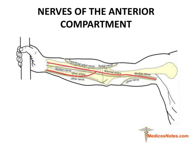 Anterior compartment of cubital fossa and arm medicos notes.com | Death ...