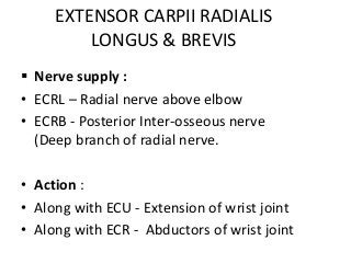 Anterior compartment of forearm.pptx