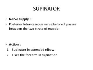 Anterior compartment of forearm.pptx