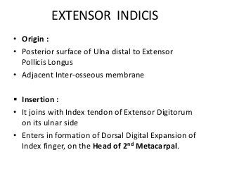 Anterior compartment of forearm.pptx