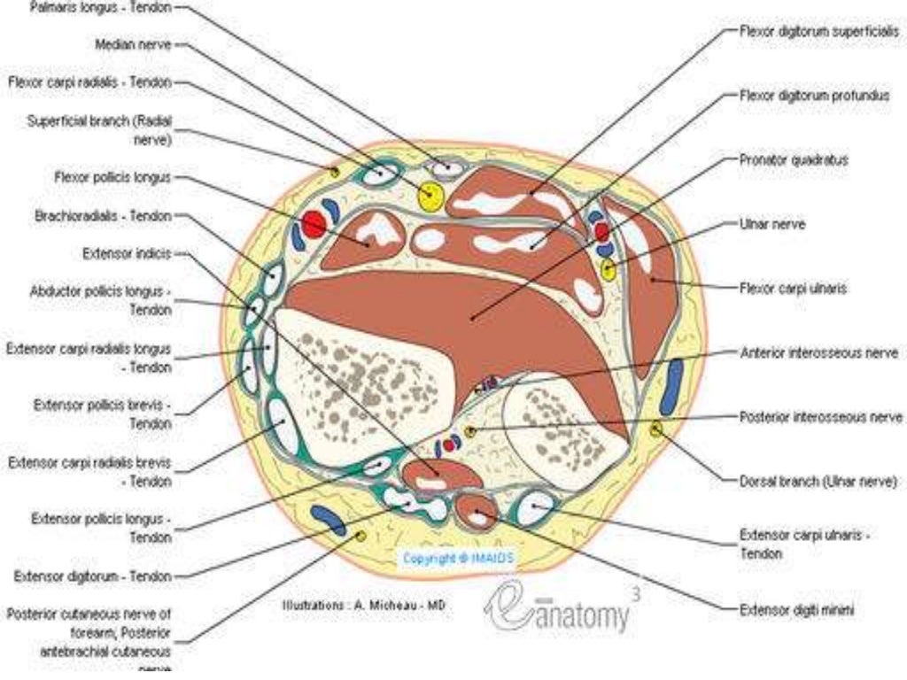 Anterior compartment of forearm.pptx