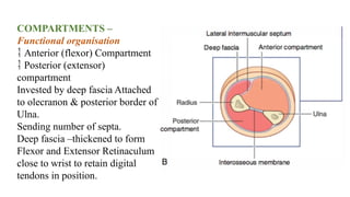 anatomy of anterior compartment of forearm | PPTX