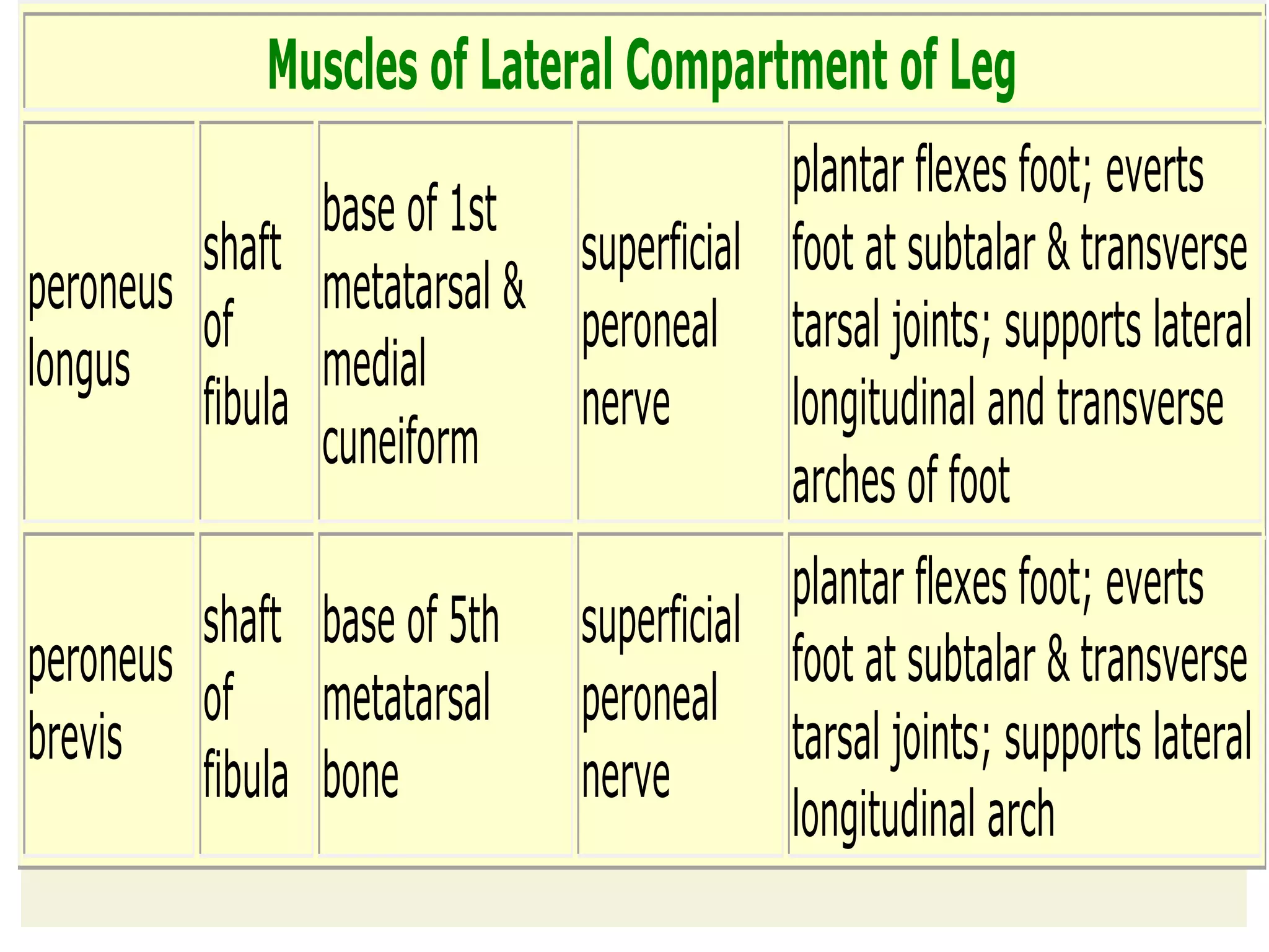 Anterior compartment of leg | PPTX