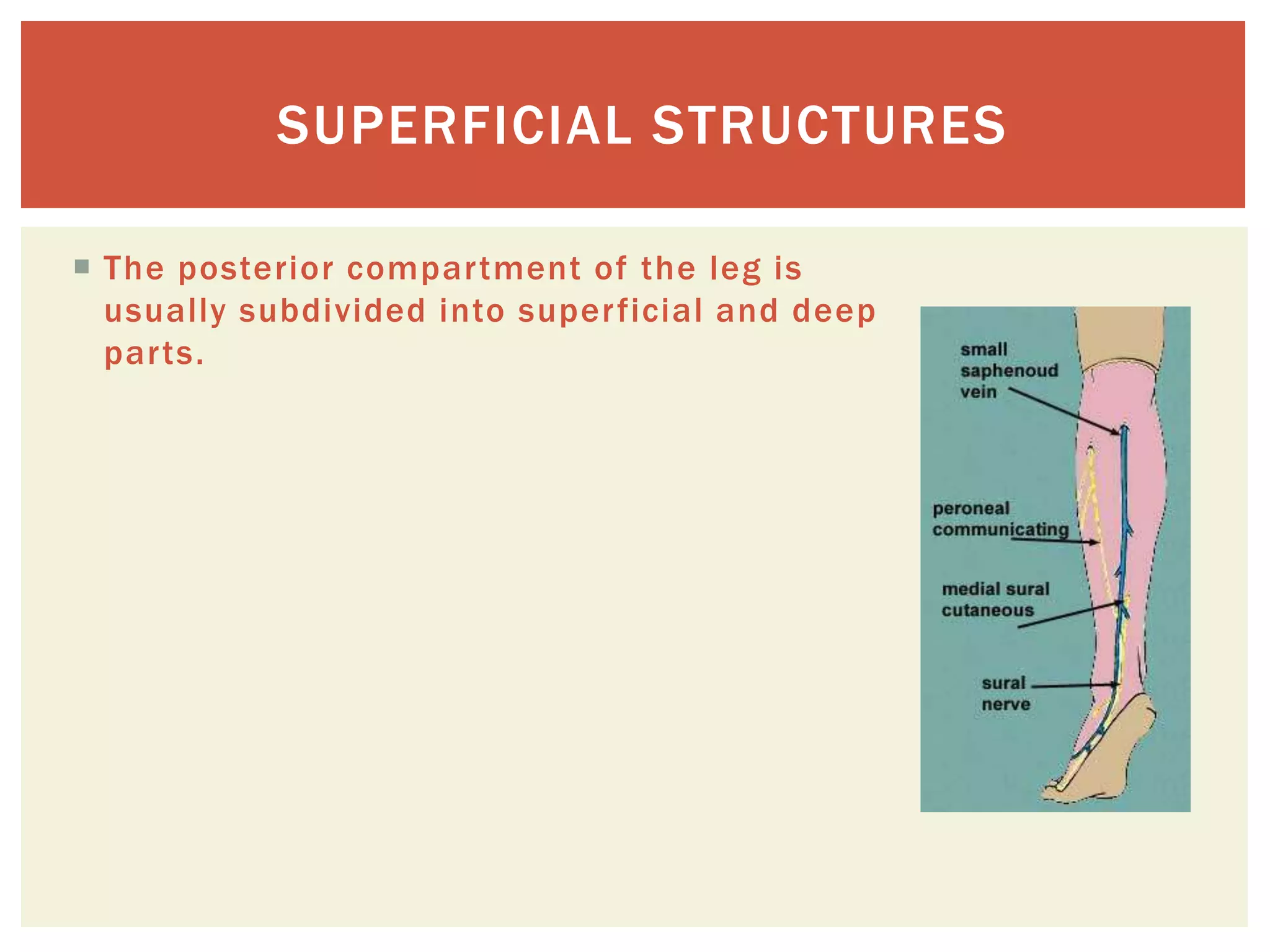 Anterior compartment of leg | PPTX