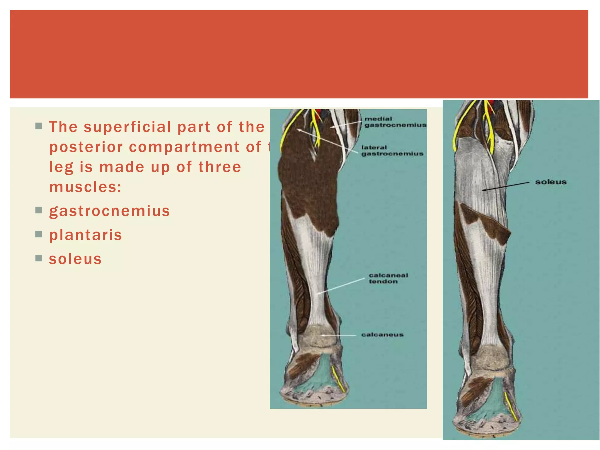 Anterior compartment of leg | PPTX