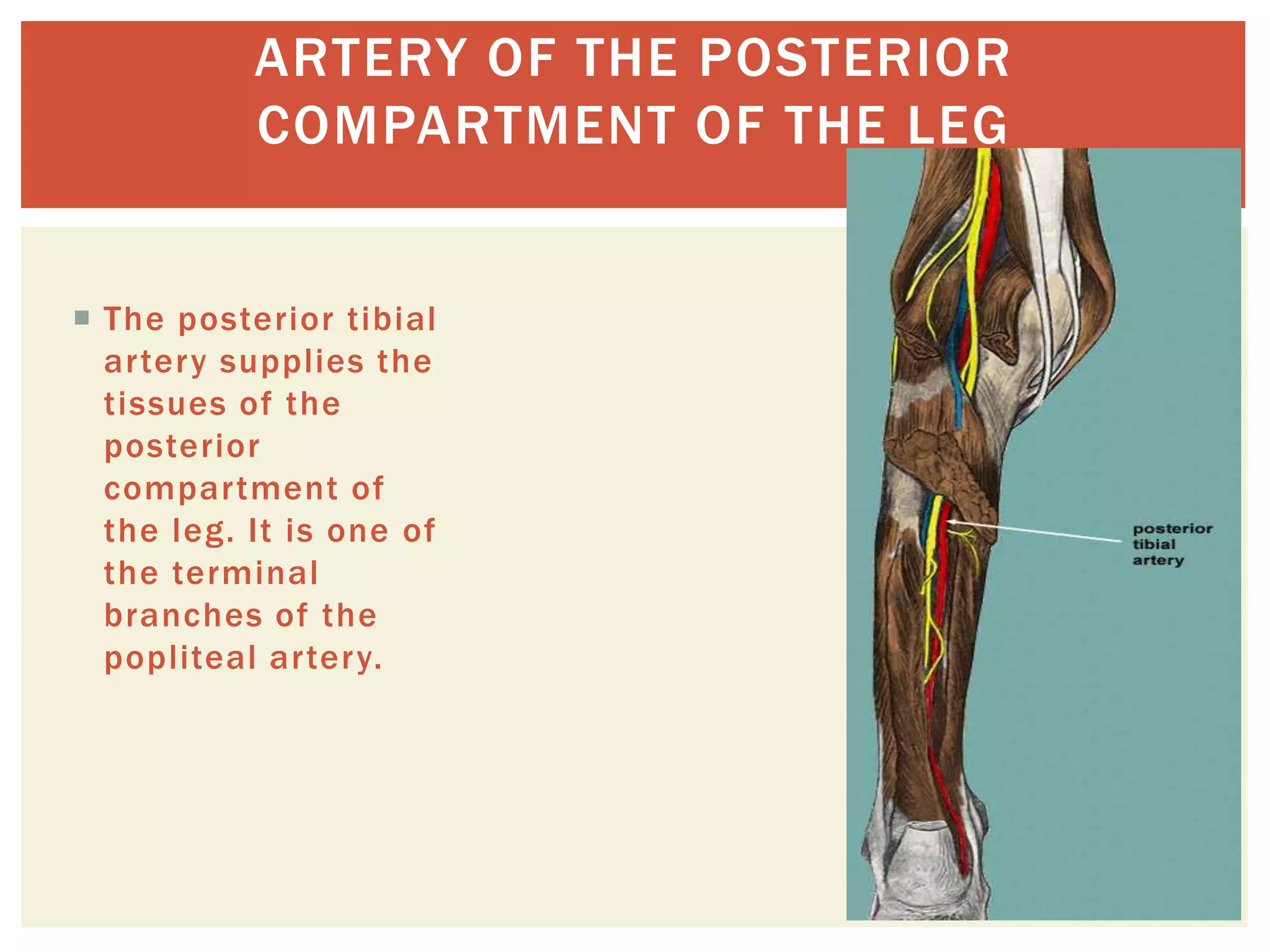 Anterior compartment of leg | PPTX