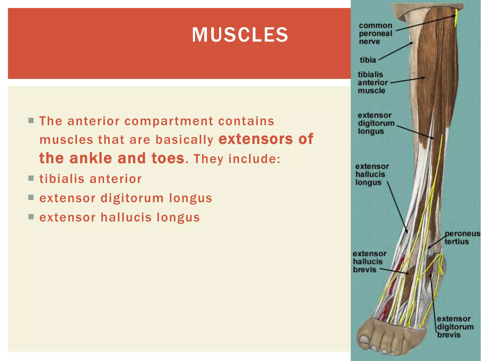 Anterior compartment of leg | PPTX