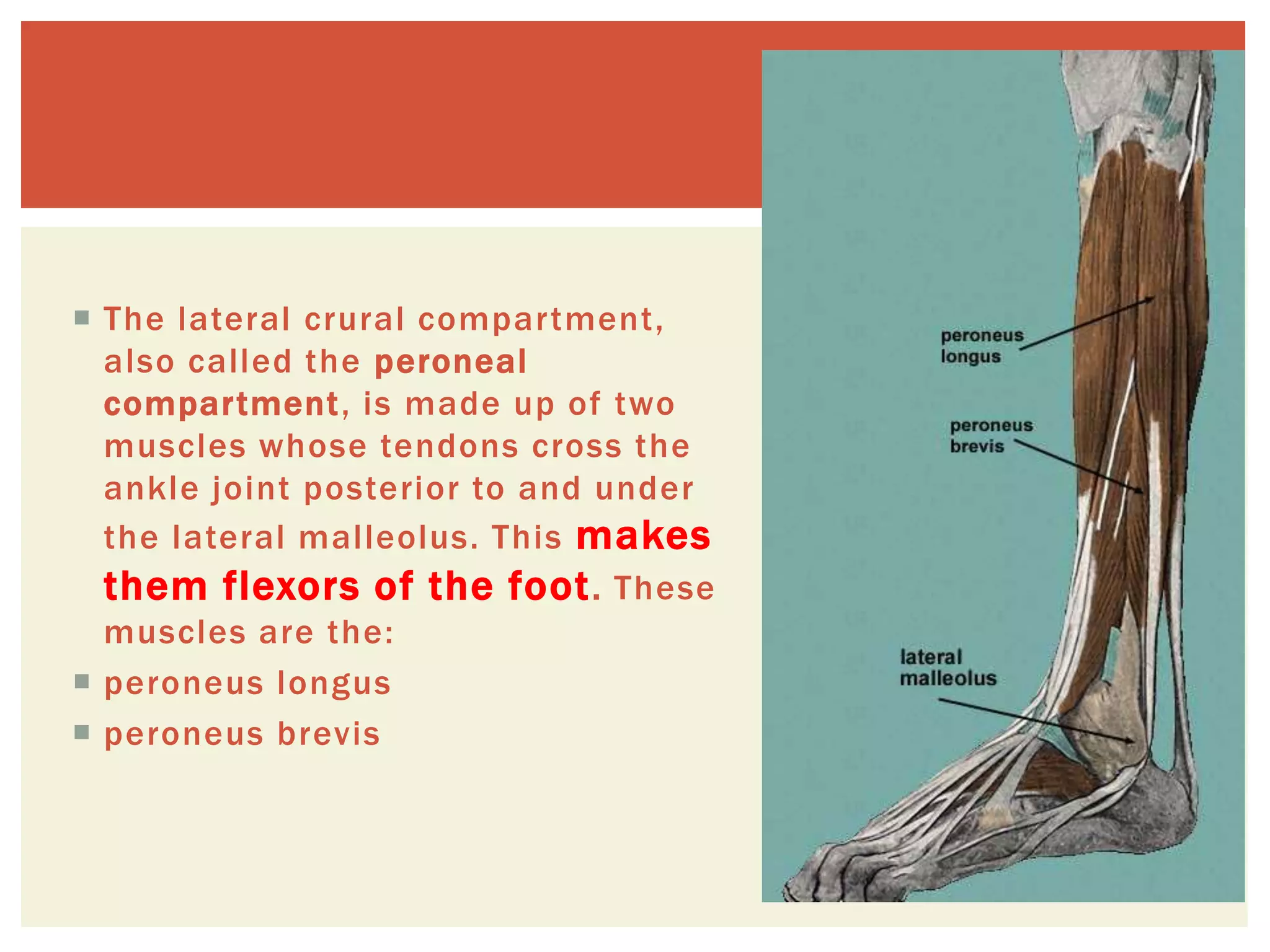 Anterior compartment of leg | PPTX