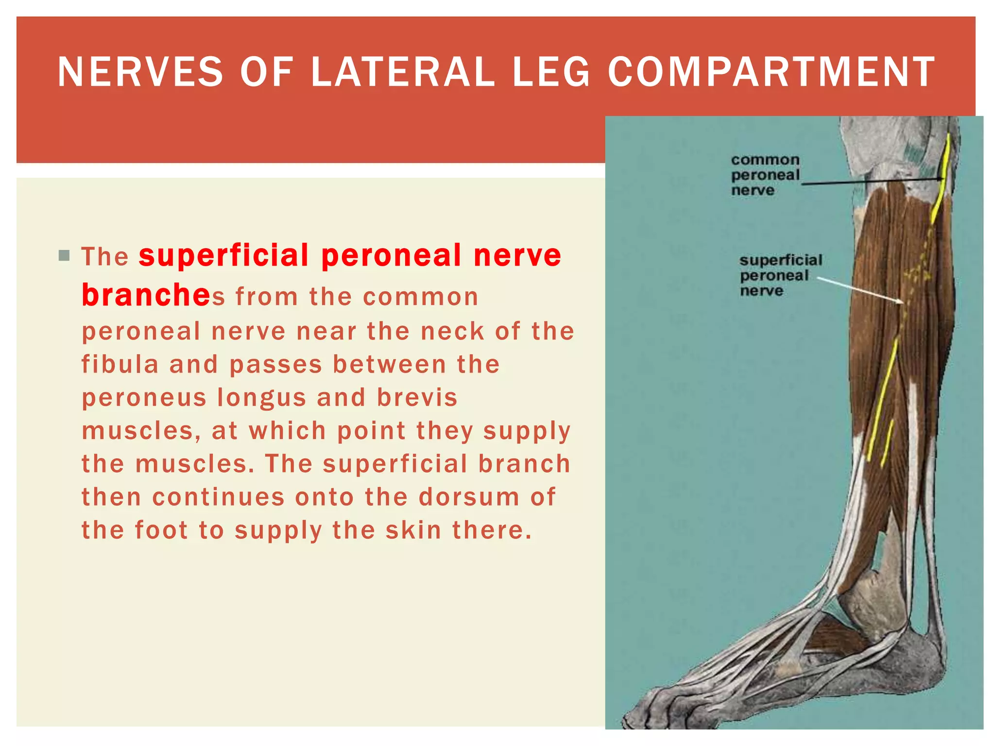 Anterior compartment of leg | PPTX