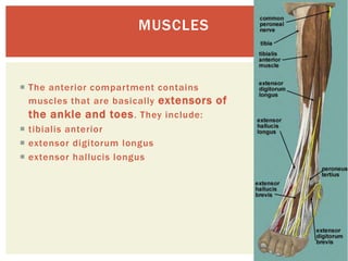 Anterior compartment of leg | PPTX