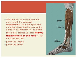 Anterior compartment of leg | PPTX