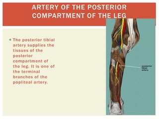 Posterior Crural Region