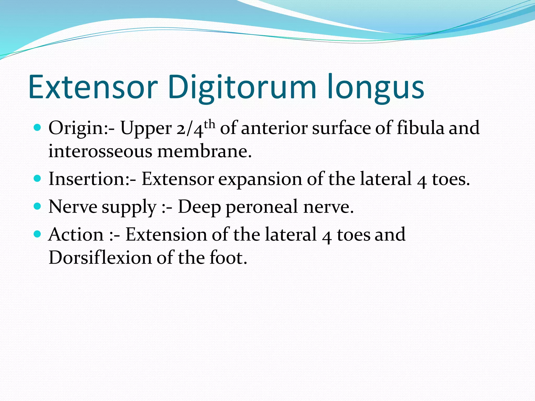 Anterior compartment of leg and Dorsum of foot | PPTX