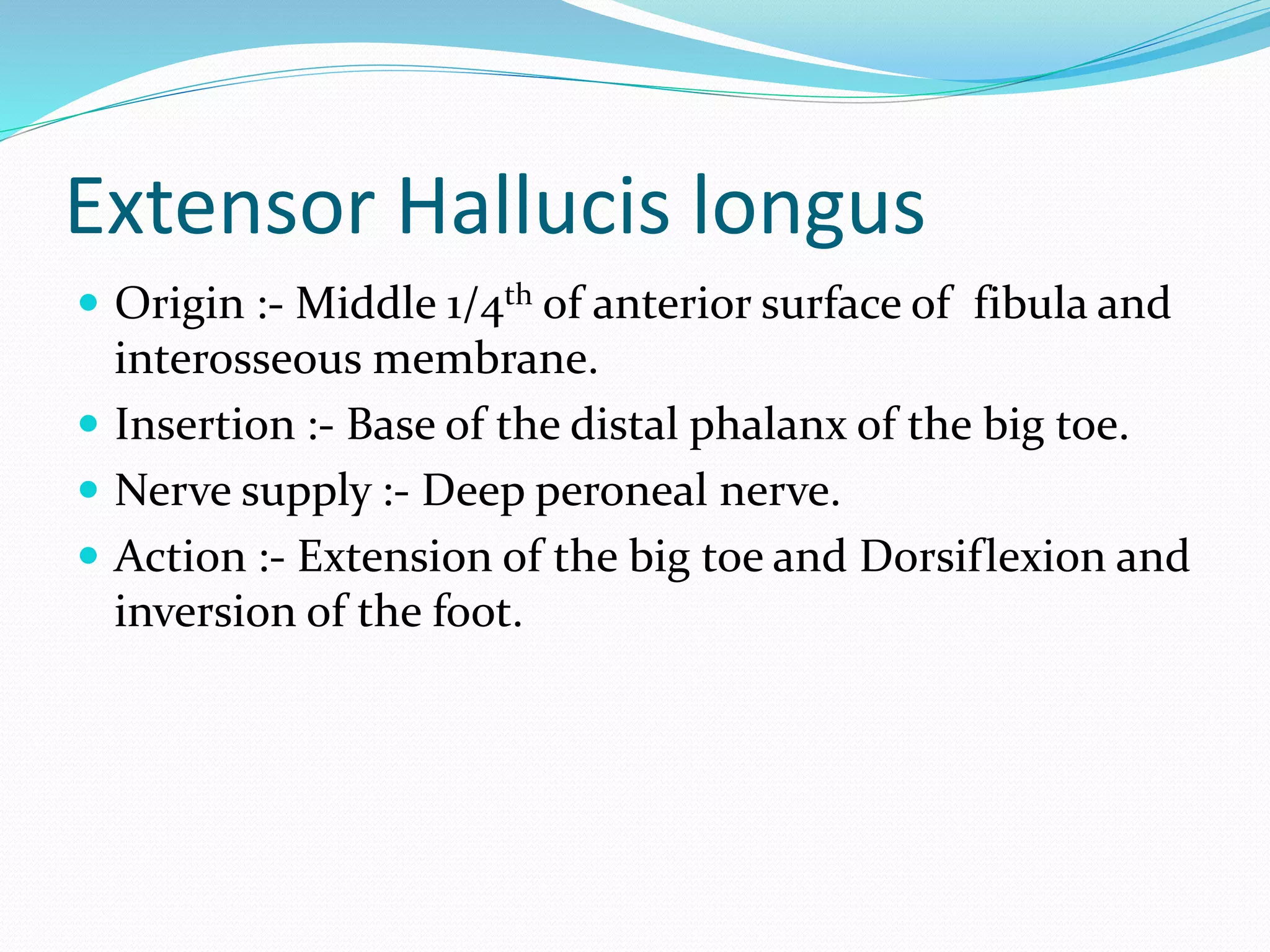 Anterior compartment of leg and Dorsum of foot | PPTX