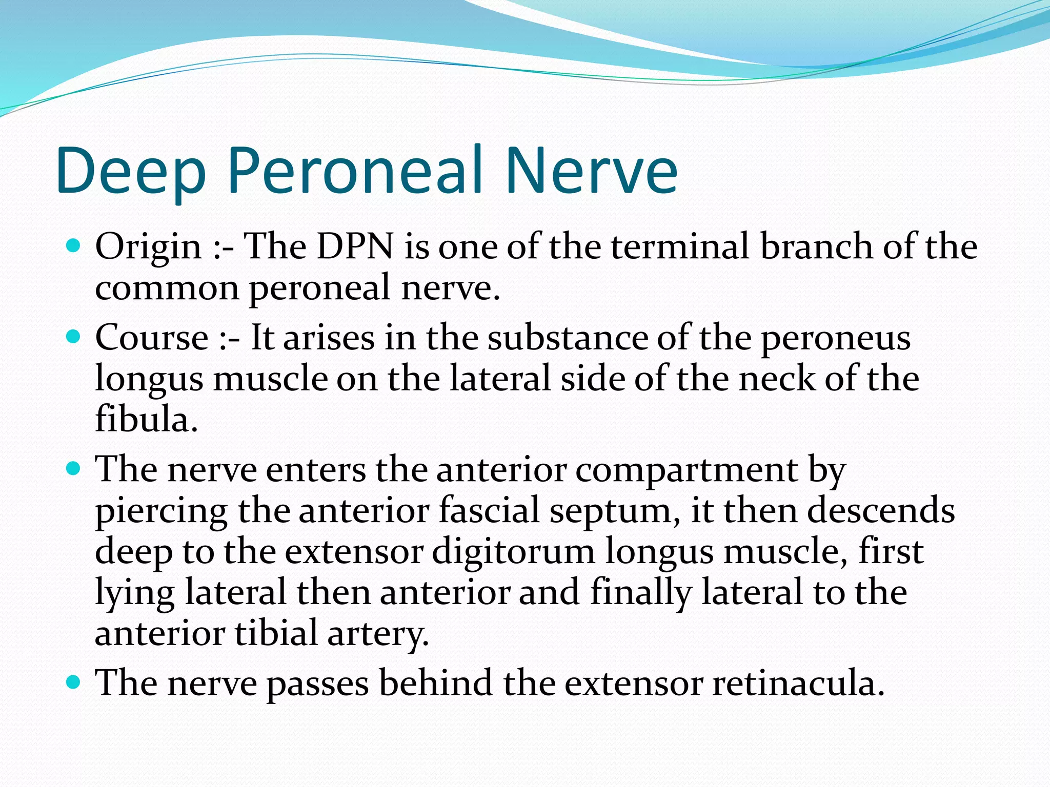 Anterior compartment of leg and Dorsum of foot | PPTX