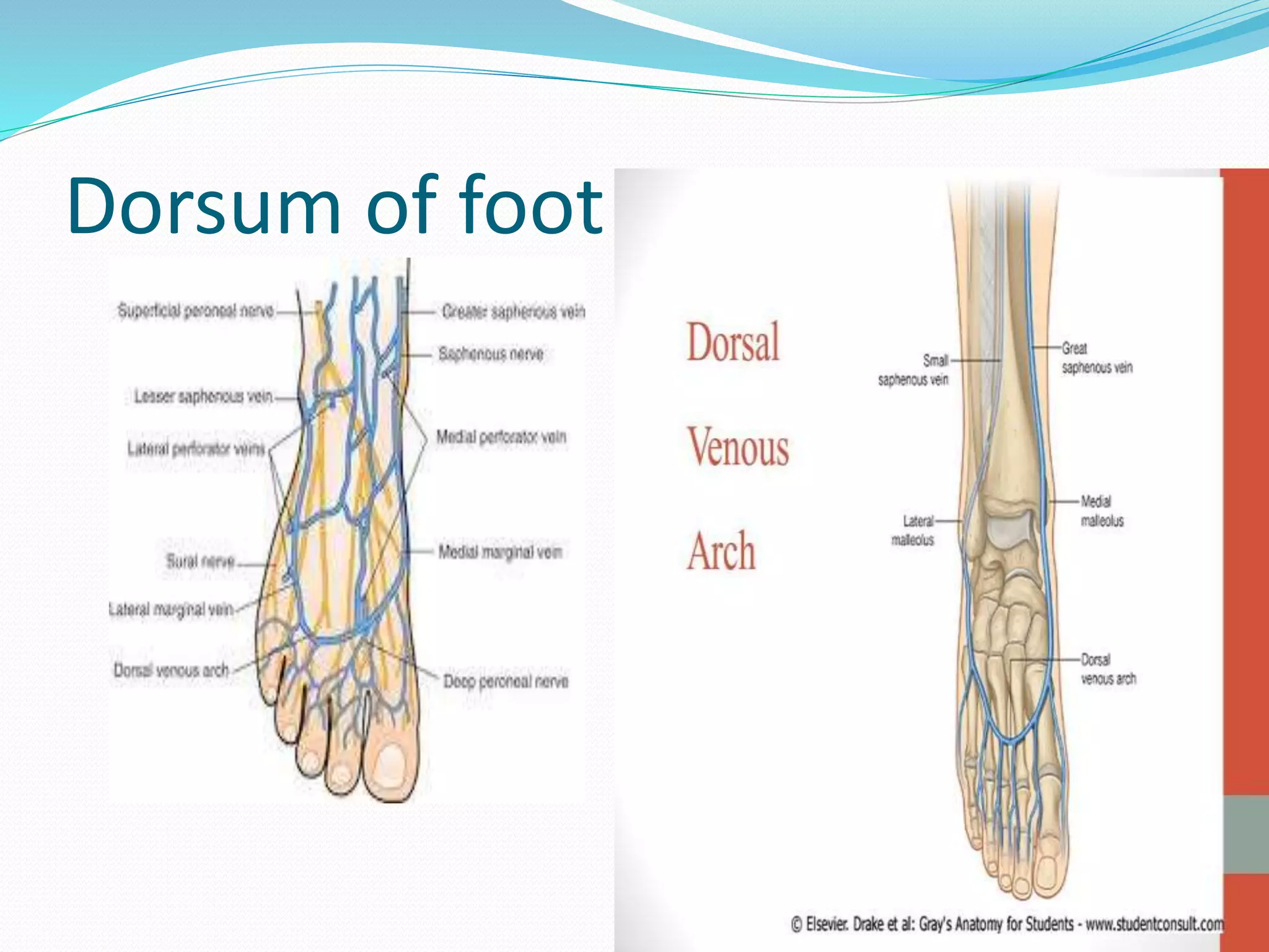 Anterior compartment of leg and Dorsum of foot | PPTX
