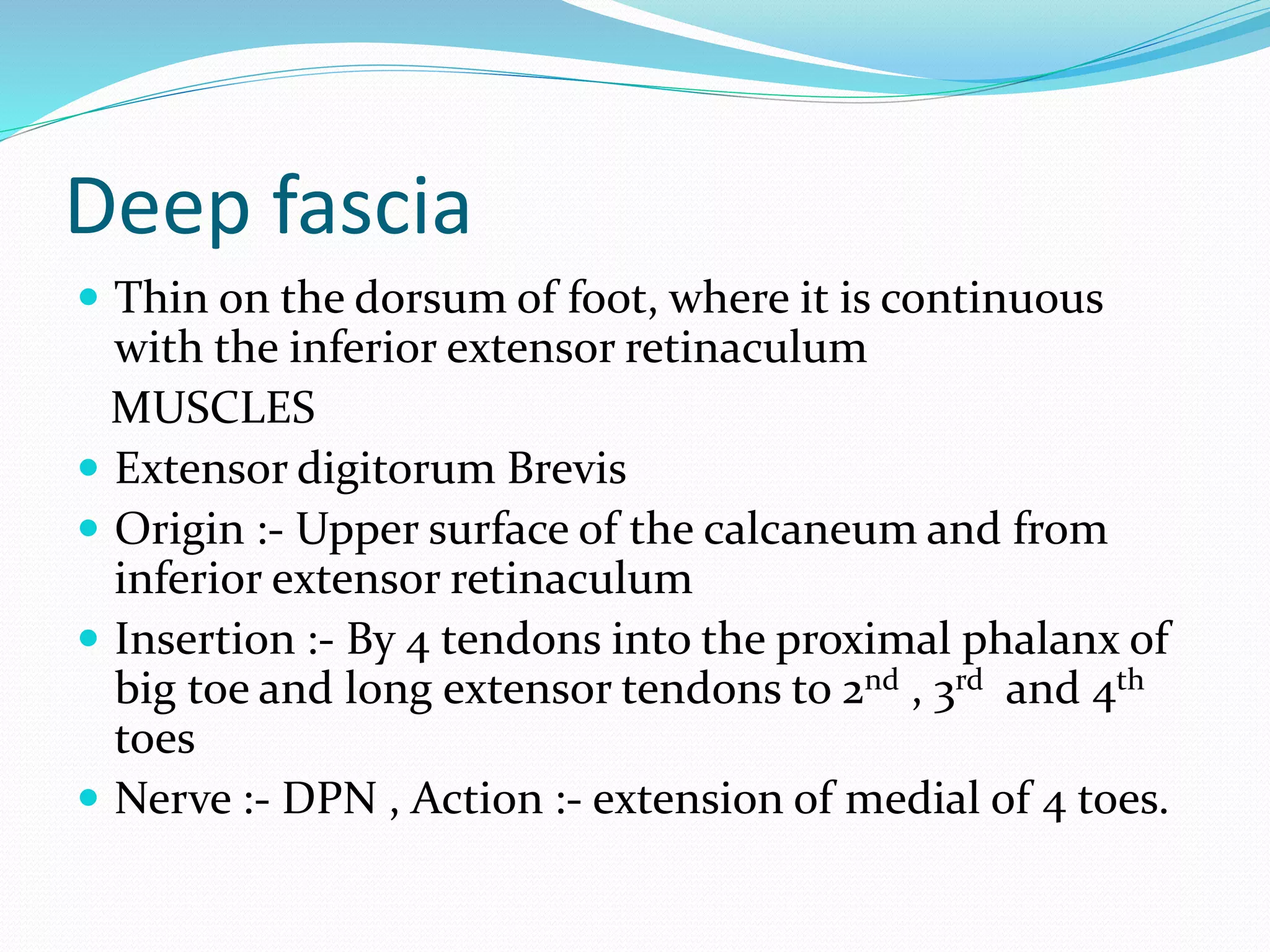 Anterior compartment of leg and Dorsum of foot | PPTX