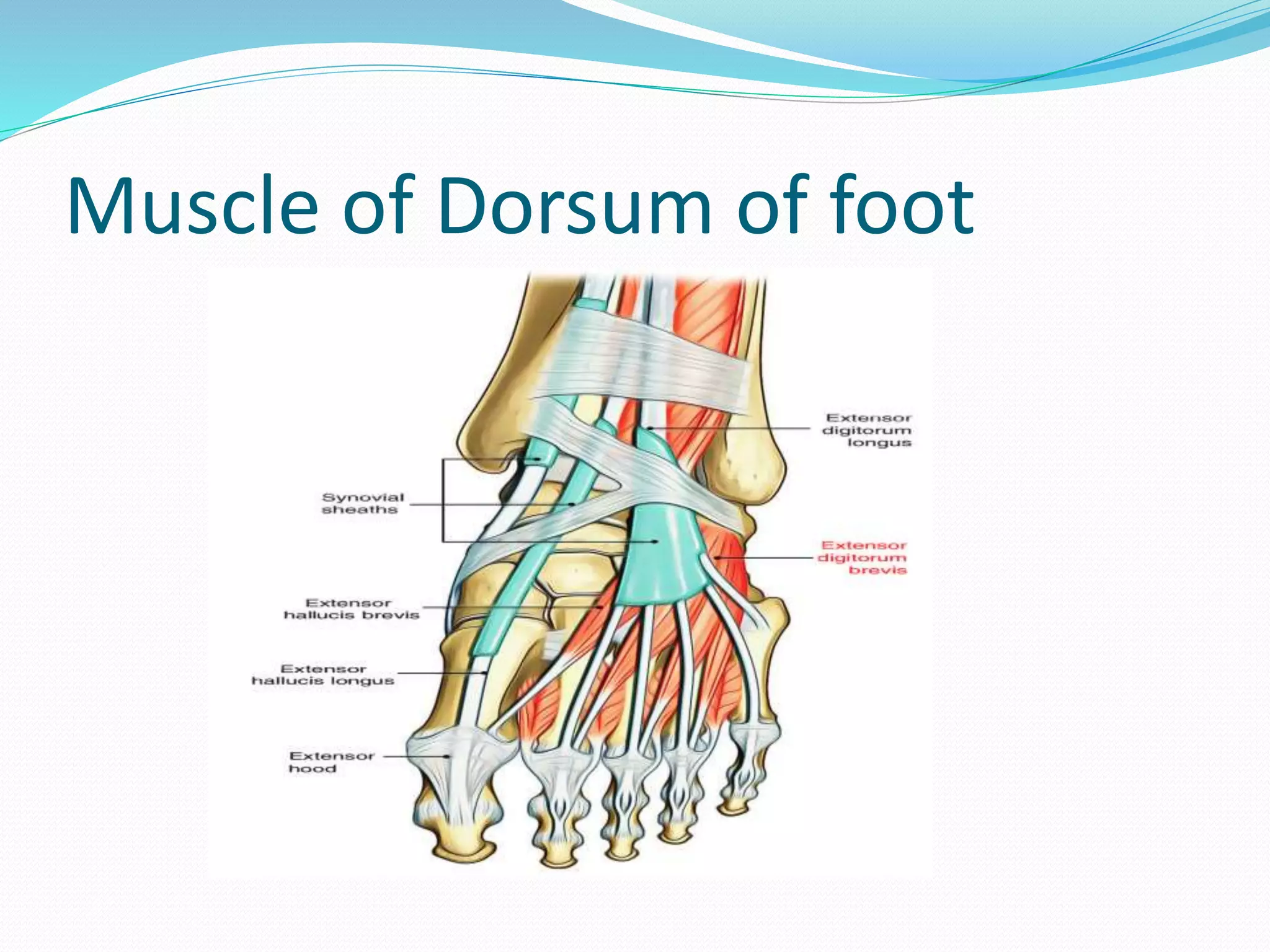 Anterior compartment of leg and Dorsum of foot | PPTX