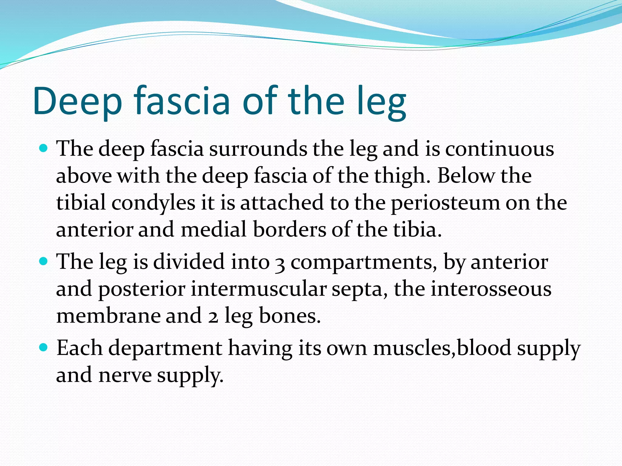 Anterior compartment of leg and Dorsum of foot | PPTX