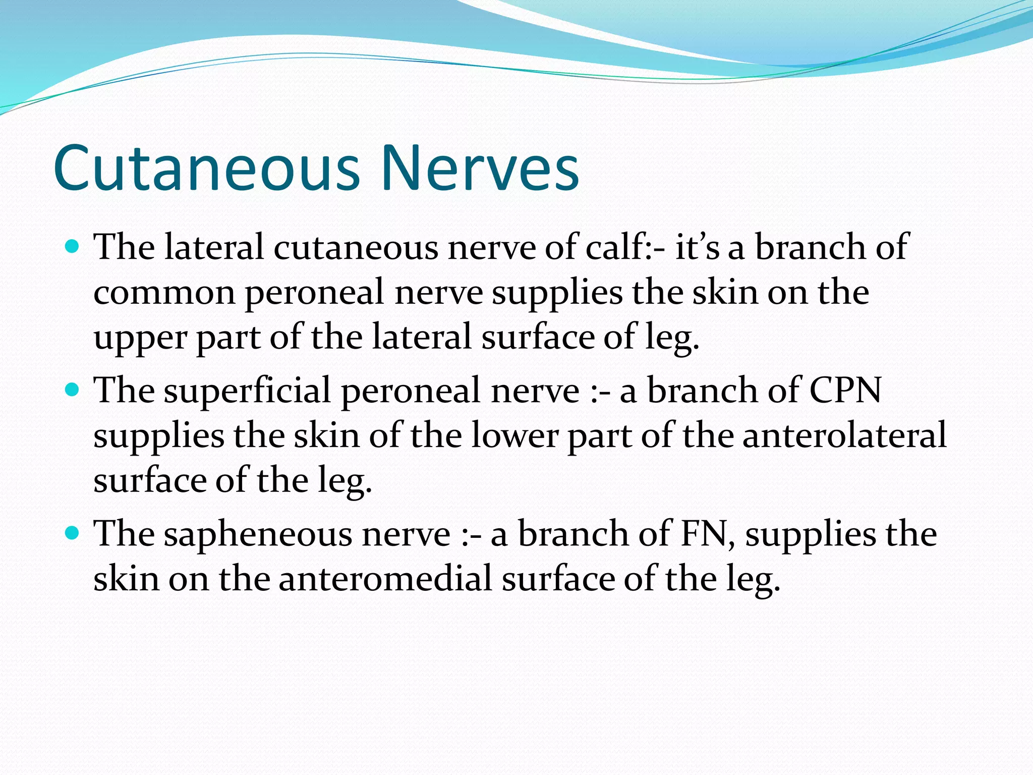 Anterior compartment of leg and Dorsum of foot | PPTX
