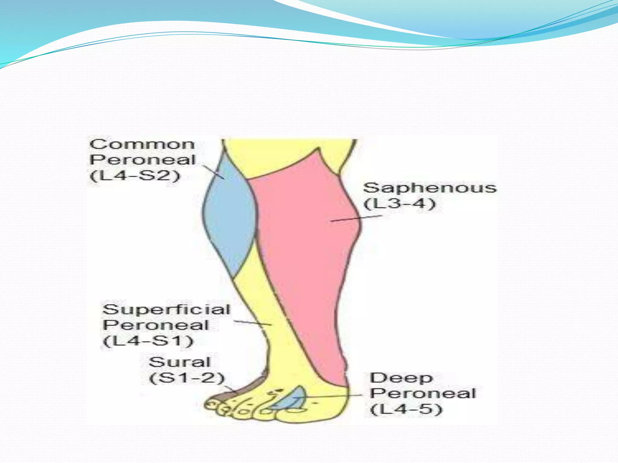 Anterior compartment of leg and Dorsum of foot | PPTX