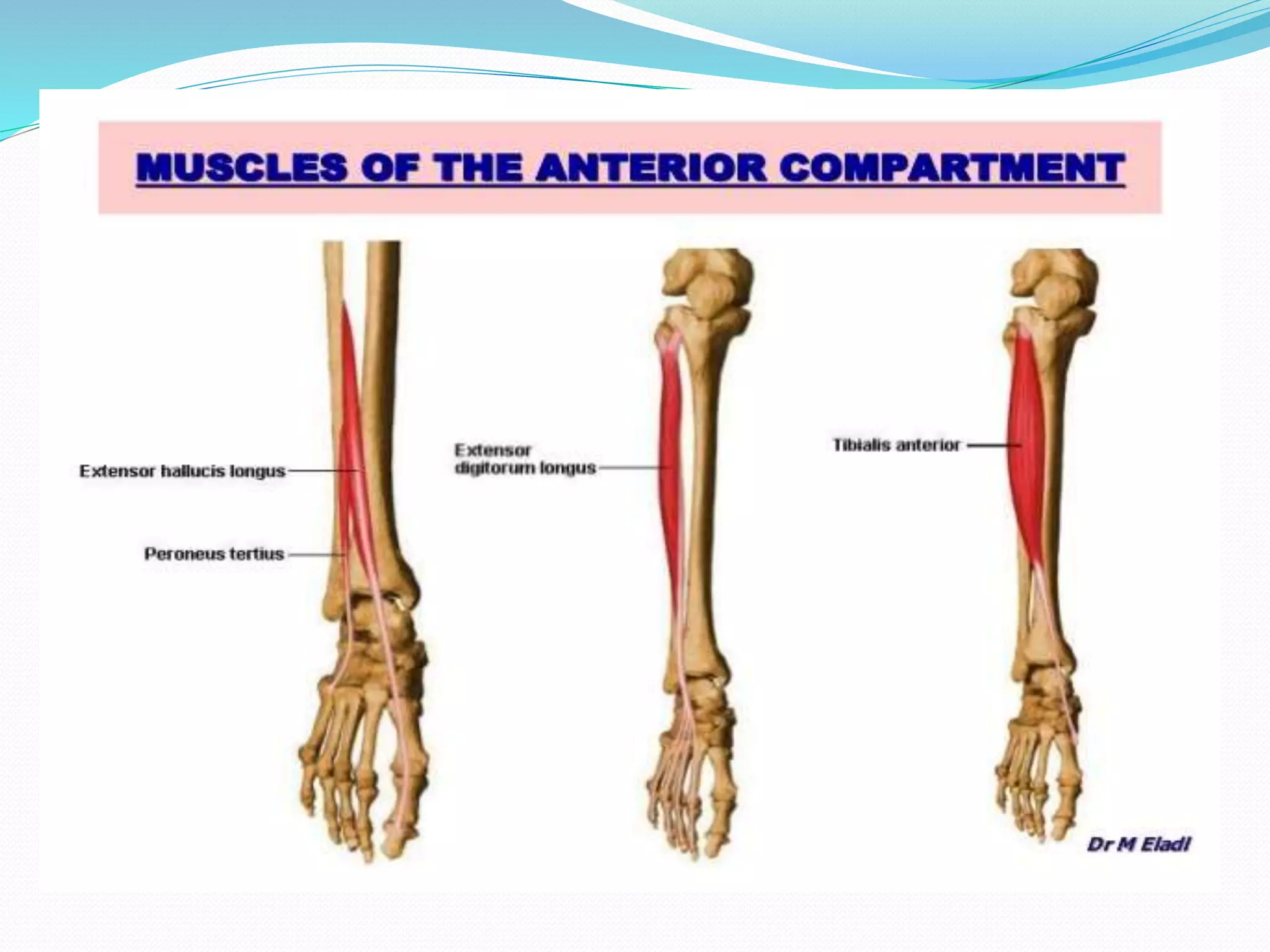 Anterior compartment of leg and Dorsum of foot | PPTX