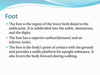 Anterior compartment of leg and Dorsum of foot | PPTX