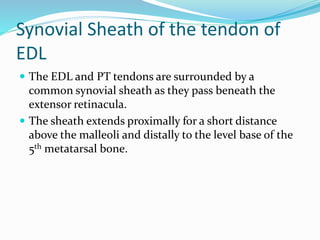 Anterior compartment of leg and Dorsum of foot | PPTX