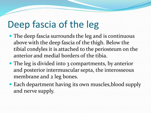 Anterior Compartment Of Leg And Dorsum Of Foot anterior-compartment-of-leg-and-dorsum-of-foot