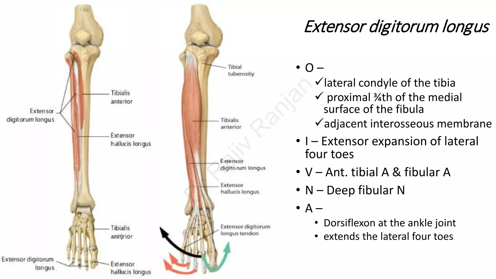 Anterior compartment of leg | PDF