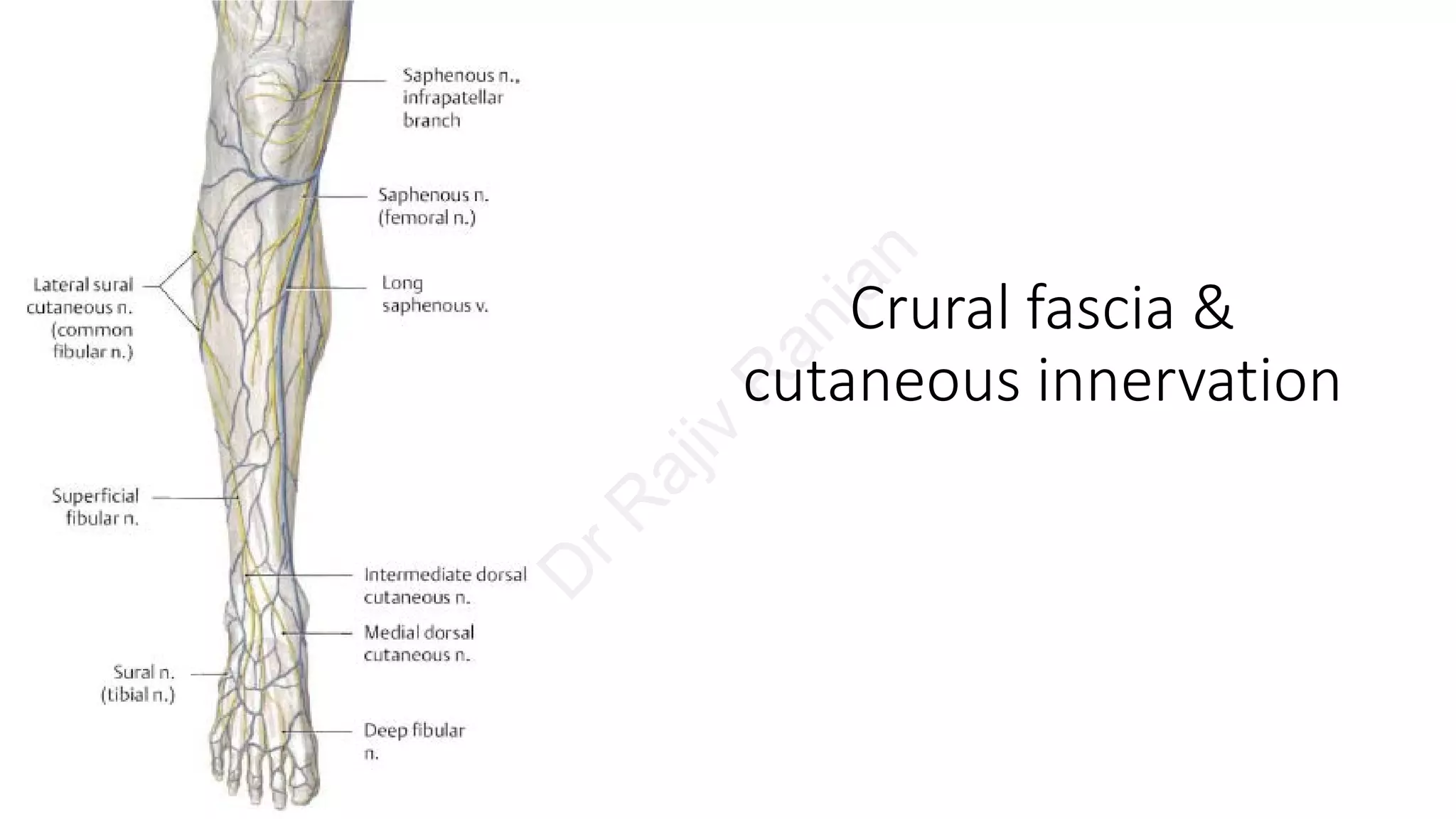 Anterior compartment of leg | PDF