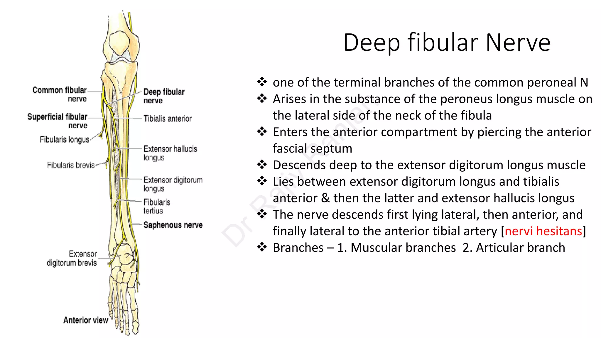 Anterior compartment of leg | PDF