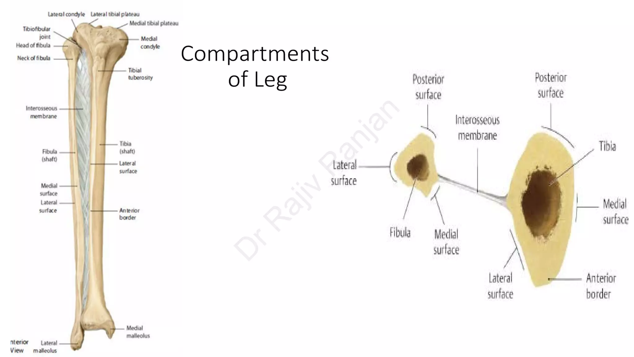 Anterior compartment of leg | PDF