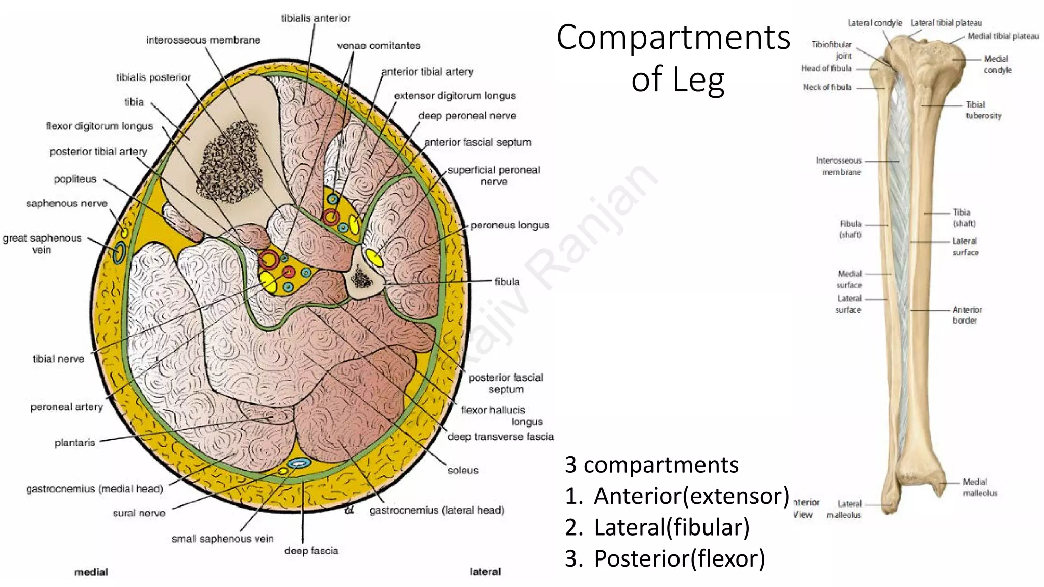 Anterior compartment of leg | PDF