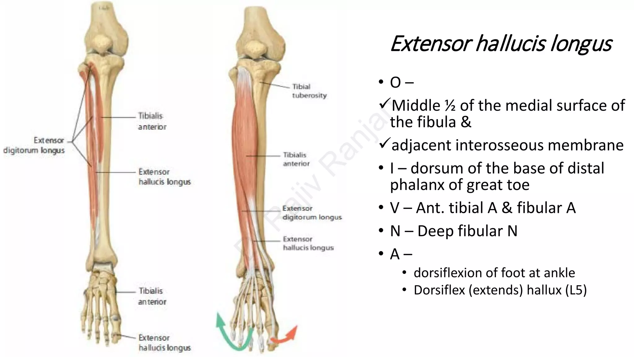 Anterior compartment of leg | PDF